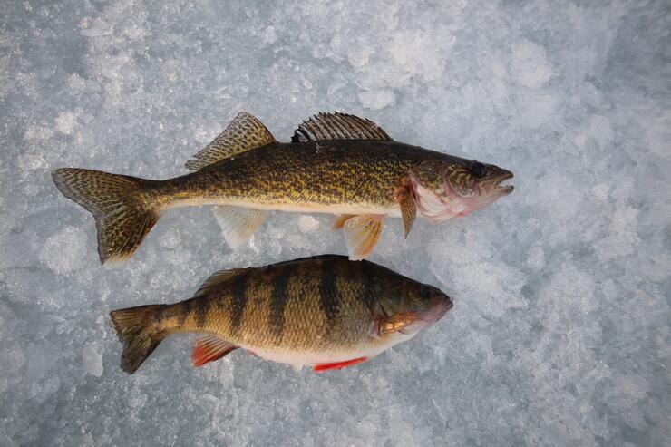 Ice fishing walleye store
